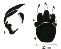 Pangolins have a distinct footprint. Their front claw curves in as they ...
